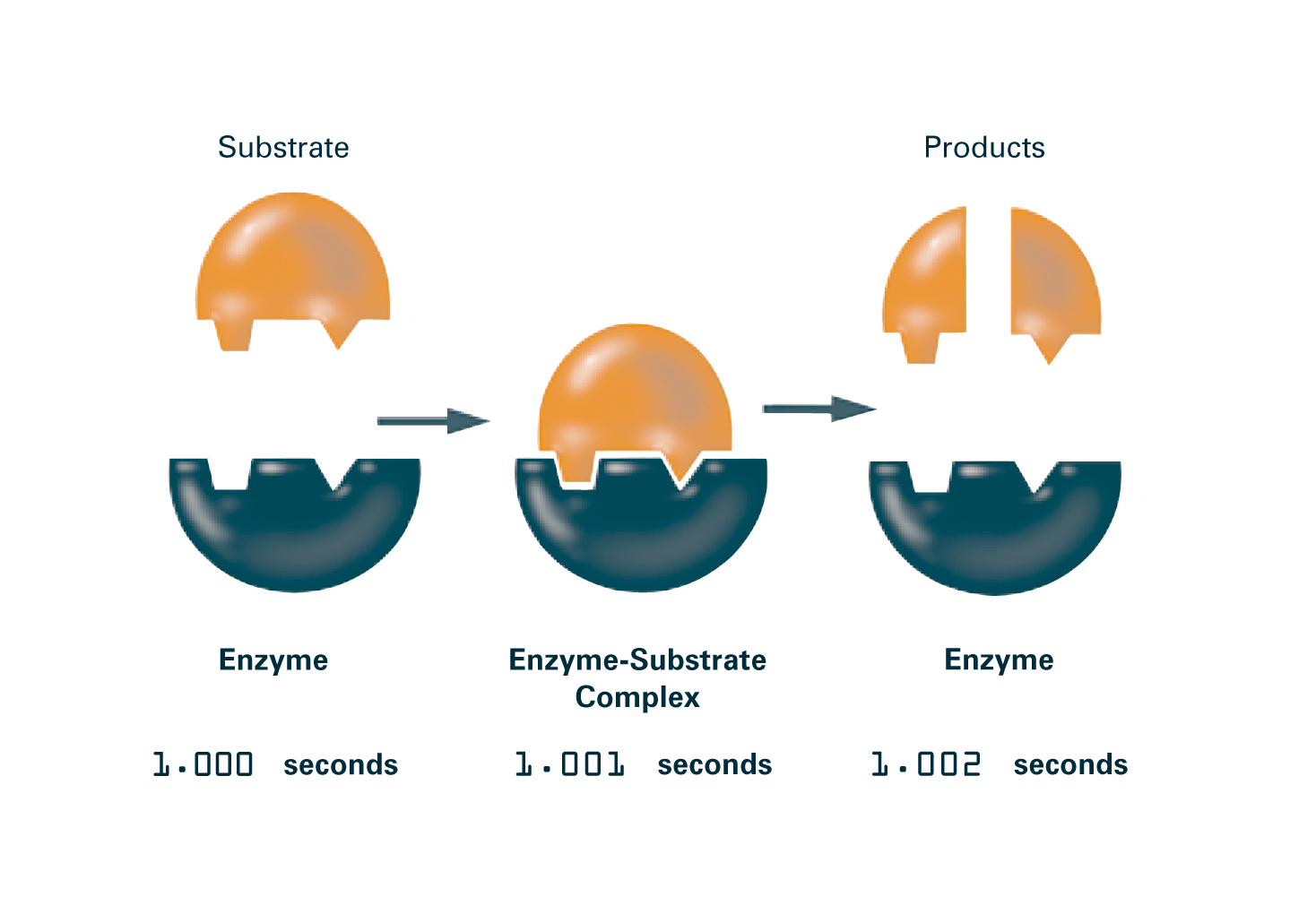 enzyme substrate complex labeled