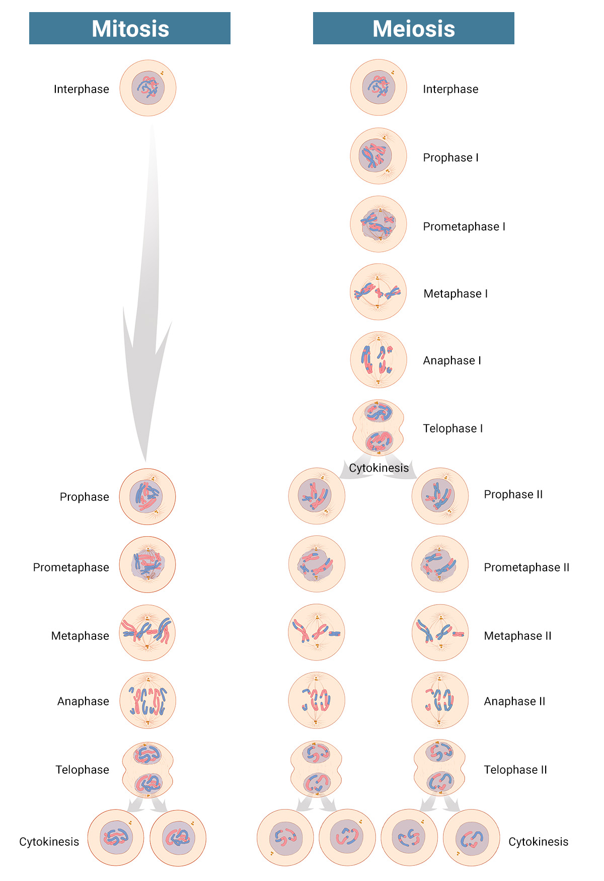 Mitosis and meiosis compared-labeled | National Institute of General ...