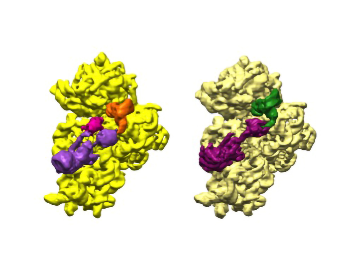 Bacterial ribosome assembly | National Institute of General Medical ...