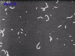 Drosophila (fruit fly) myosin 1D motility assay | National Institute of ...