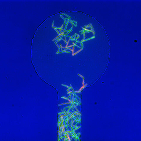 Genetically identical mycobacteria respond differently to antibiotic 1 ...