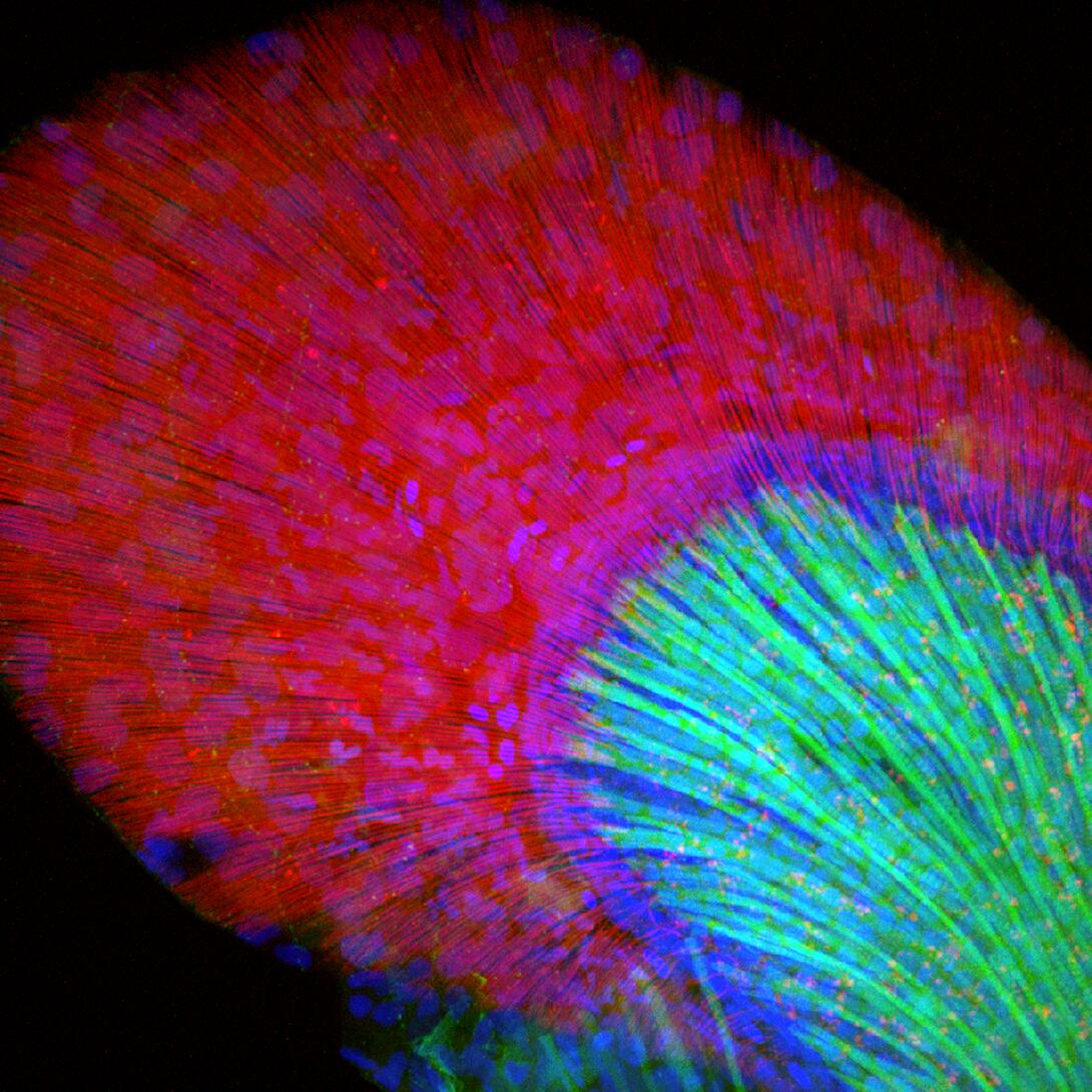 Developing zebrafish fin | National Institute of General Medical Sciences