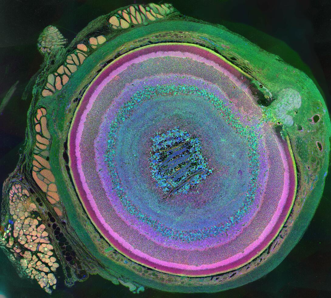 A mammalian eye has approximately 70 different cell types | National ...