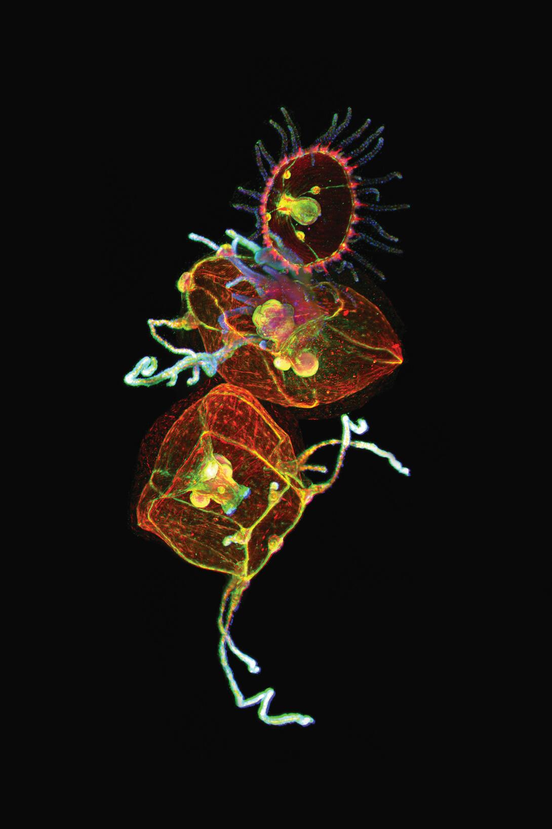 Jellyfish, viewed with ZEISS Lightsheet Z.1 microscope | National ...