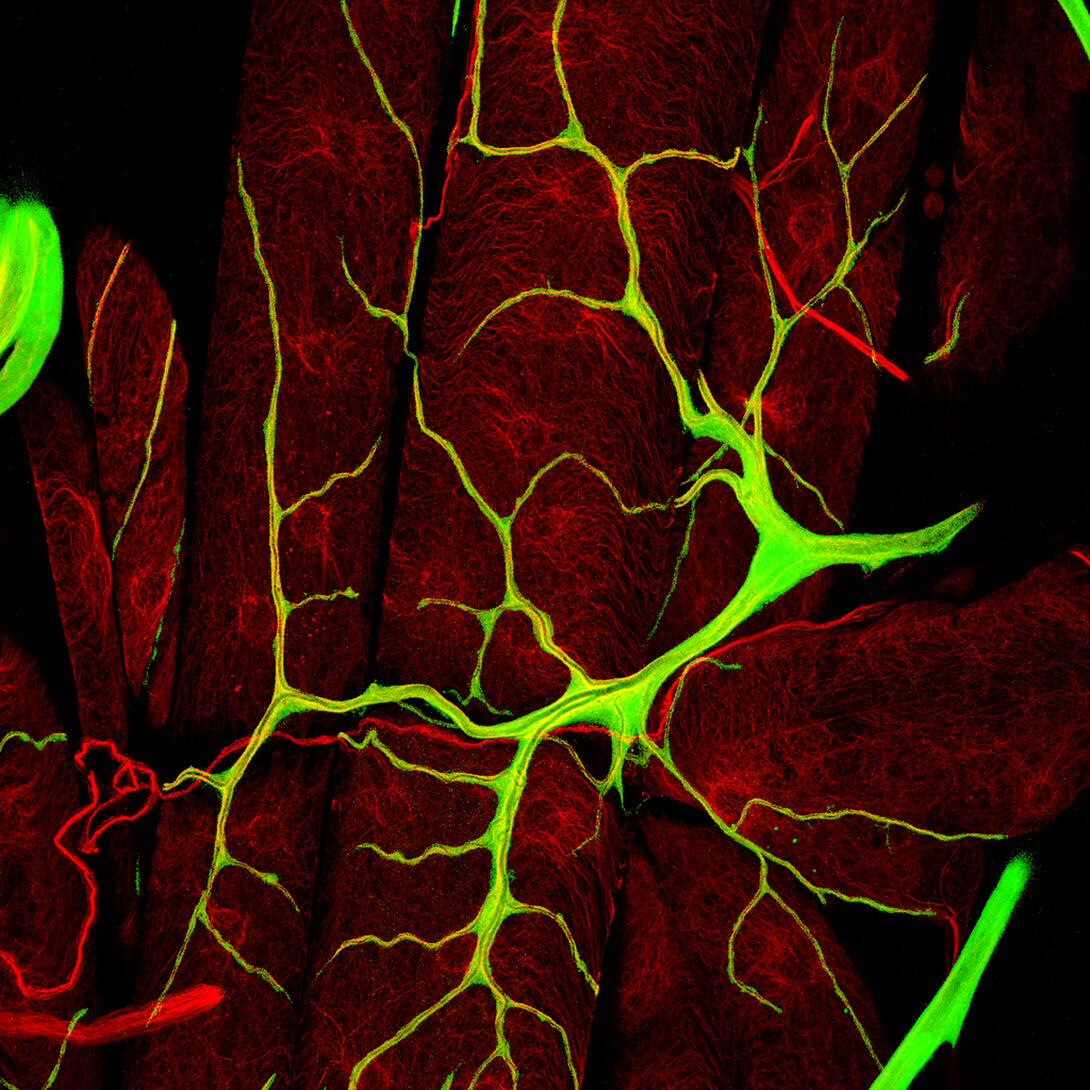 An insect tracheal cell delivers air to muscles | National Institute of ...