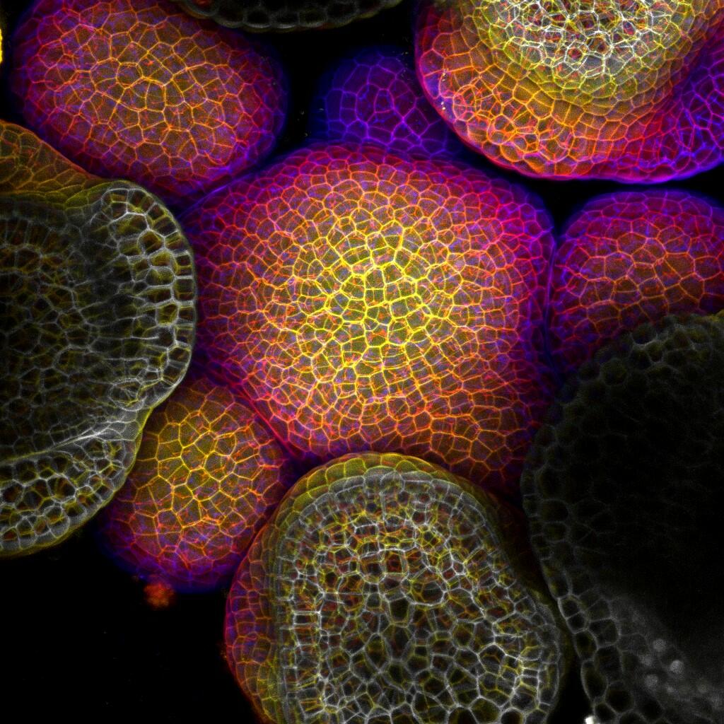 Flower-forming cells in a small plant related to cabbage (Arabidopsis ...