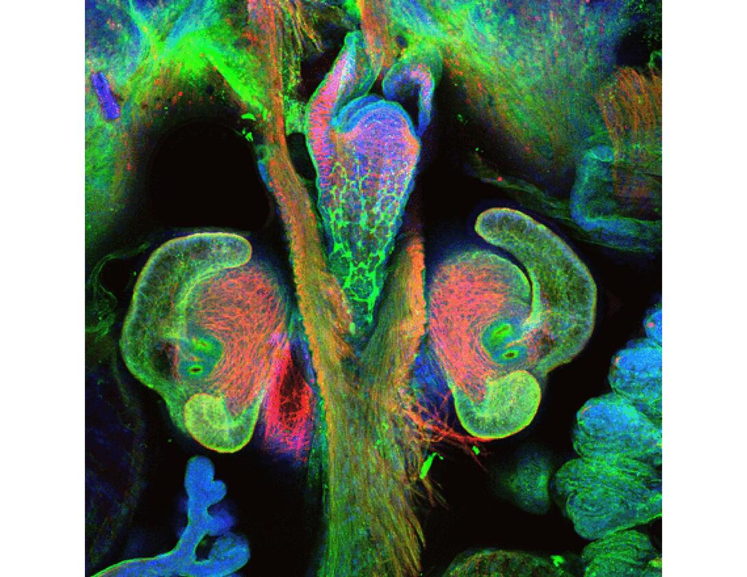 The nascent juvenile light organ of the Hawaiian bobtail squid ...