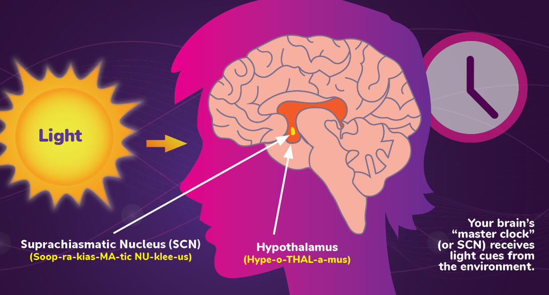 Circadian rhythms and the SCN | National Institute of General Medical Sciences
