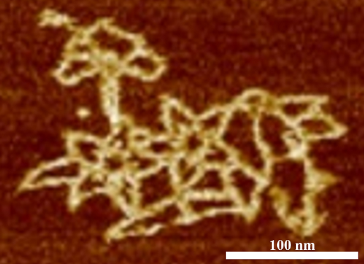 Microscopy image of bird-and-flower DNA origami | National Institute of ...