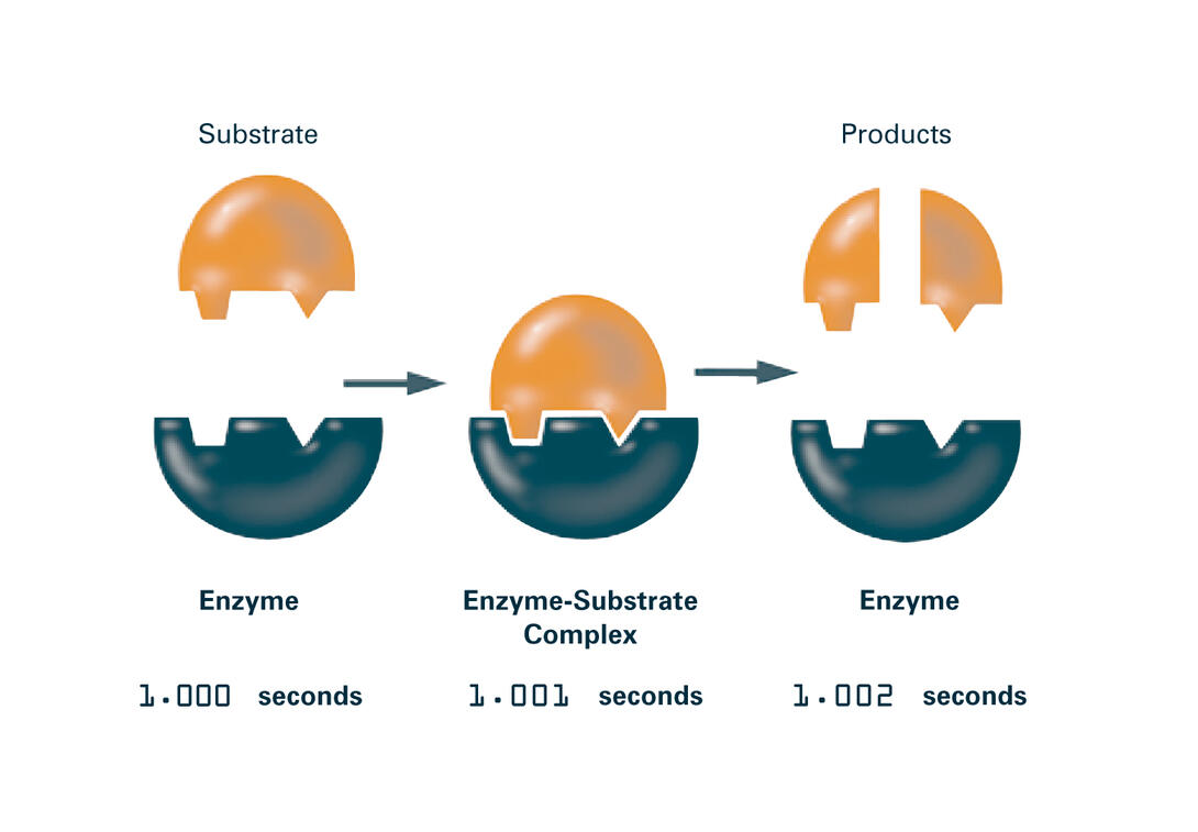Enzymes convert subtrates into products (with labels) | National ...