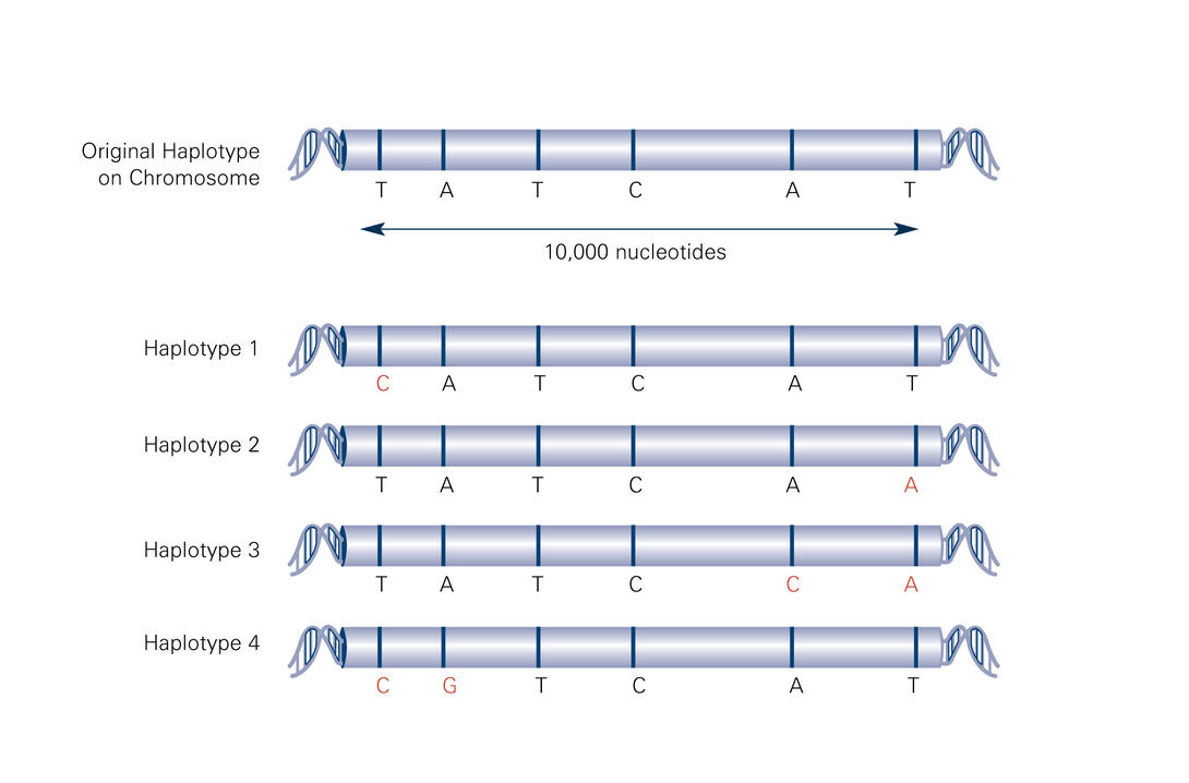 Haplotypes (with labels) | National Institute of General Medical Sciences