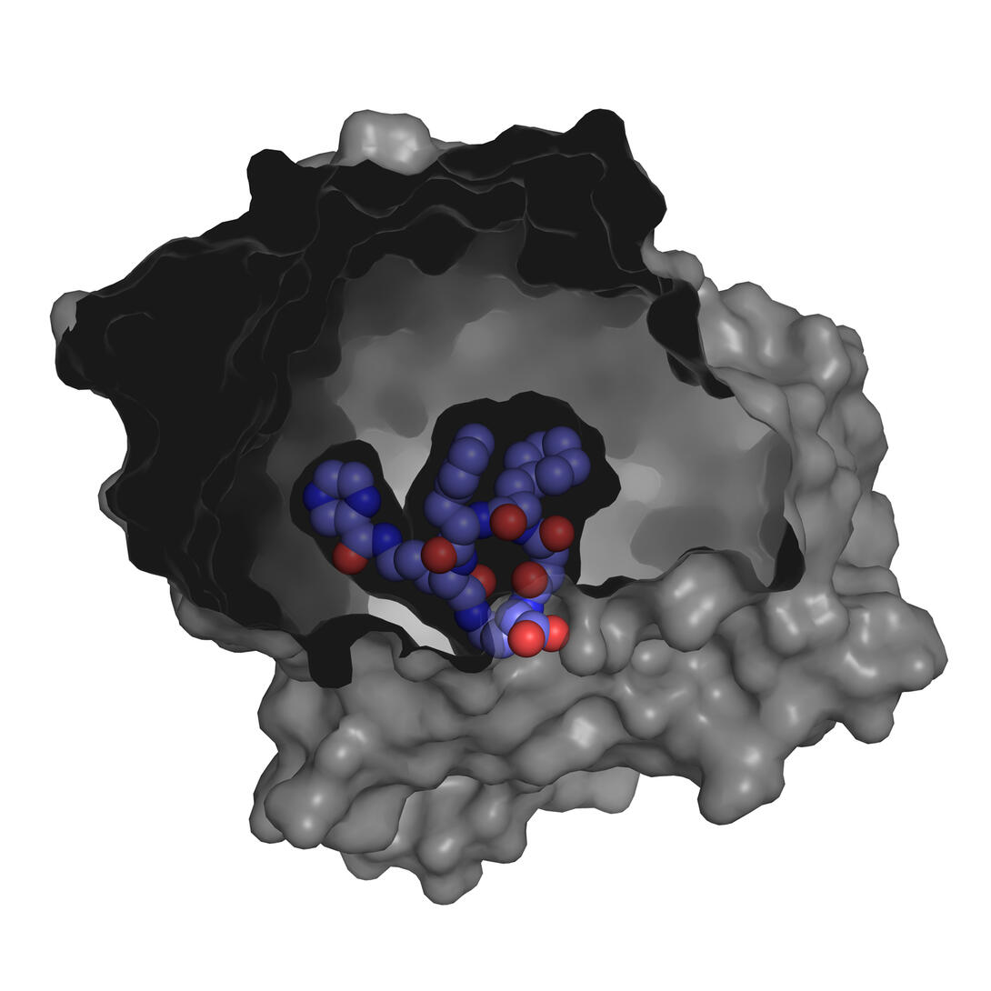 X-ray co-crystal structure of Src kinase bound to a DNA-templated ...