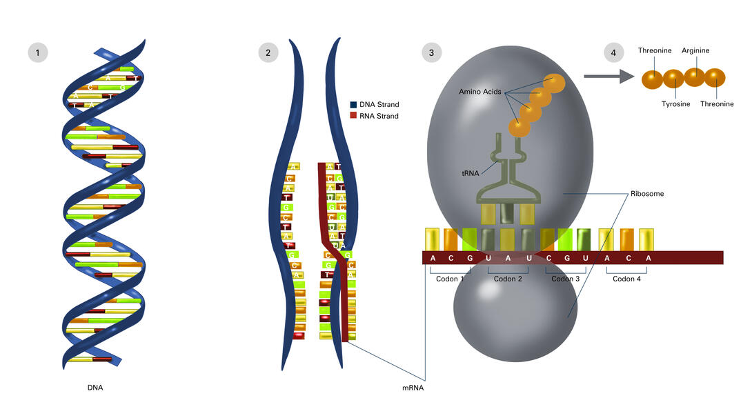 labeled mrna
