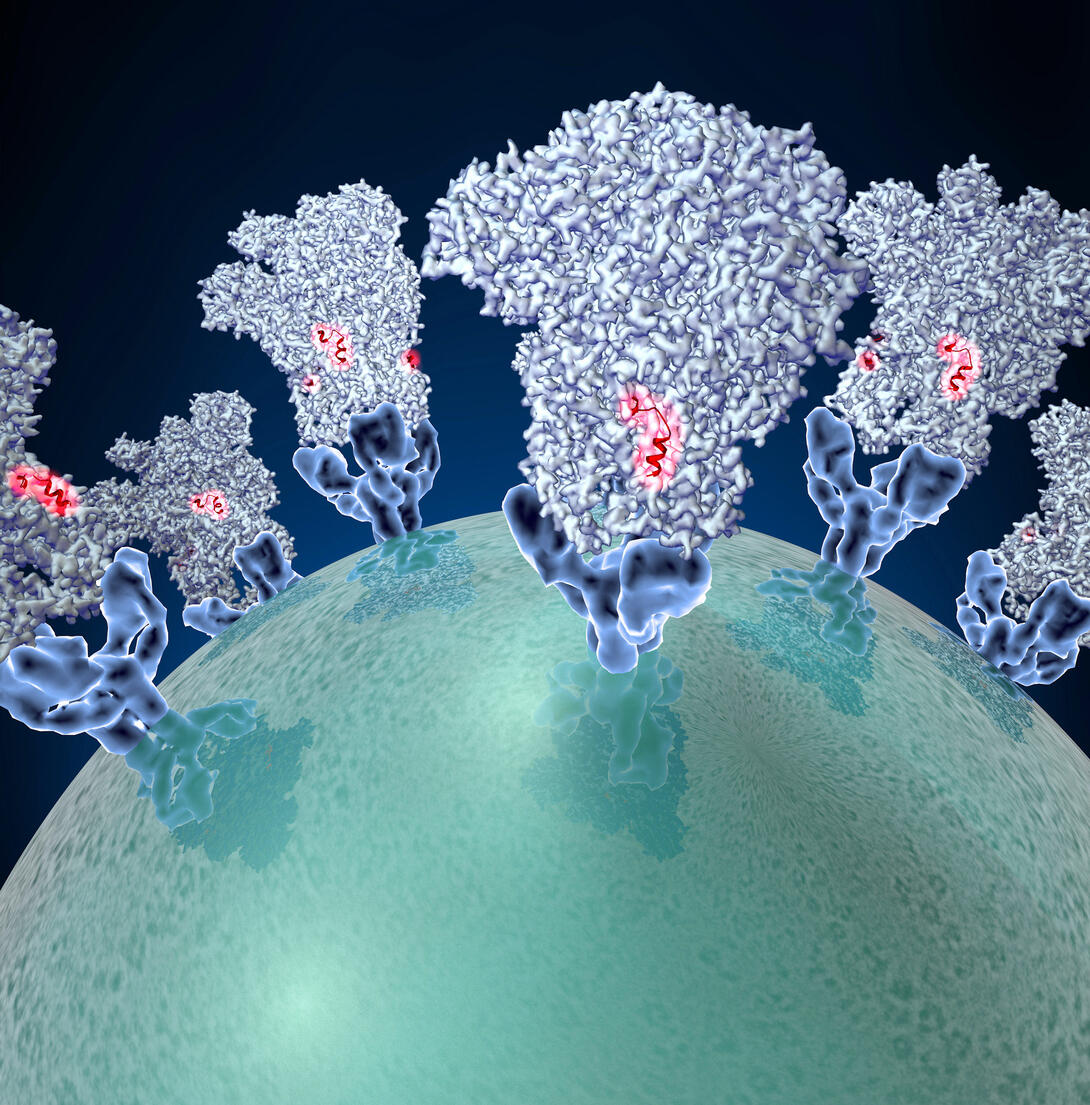 Coronavirus spike protein structure | National Institute of General ...