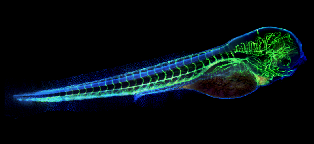 Zebrafish embryo showing vasculature | National Institute of General ...