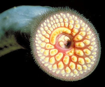 Extreme Healing, Weird Genomics, and Bloodsucking Invaders | National ...